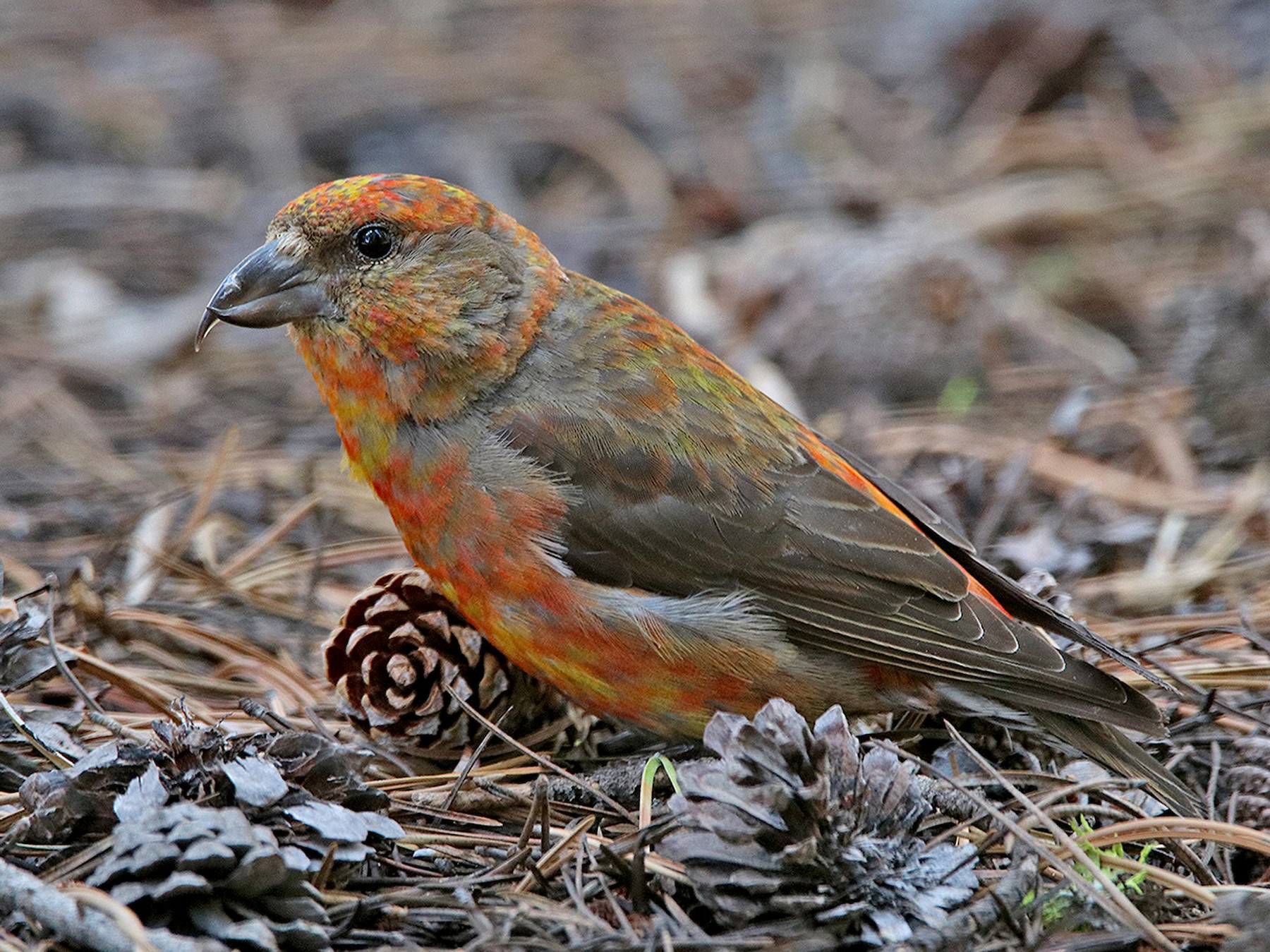 Cassia Crossbill - eBird