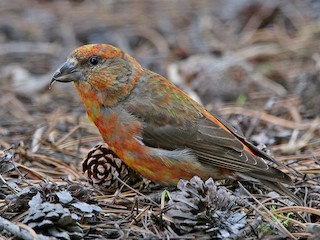 Cassia Crossbill - eBird