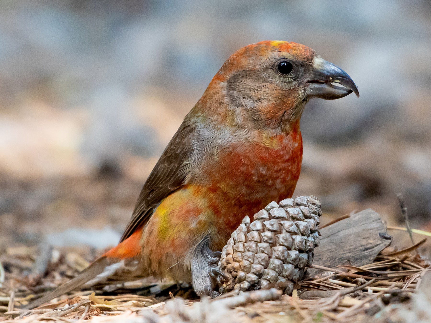 Cassia Crossbill - eBird