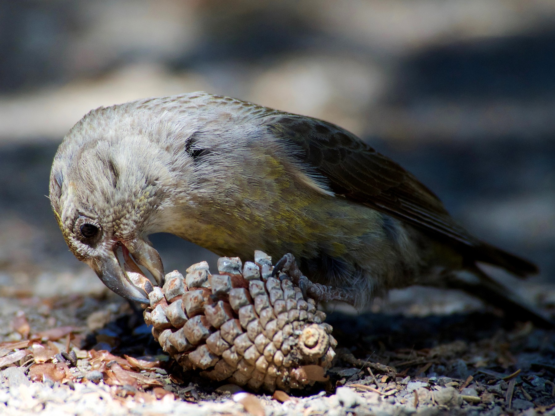 Krstokljun iz okruga Kasija - eBird