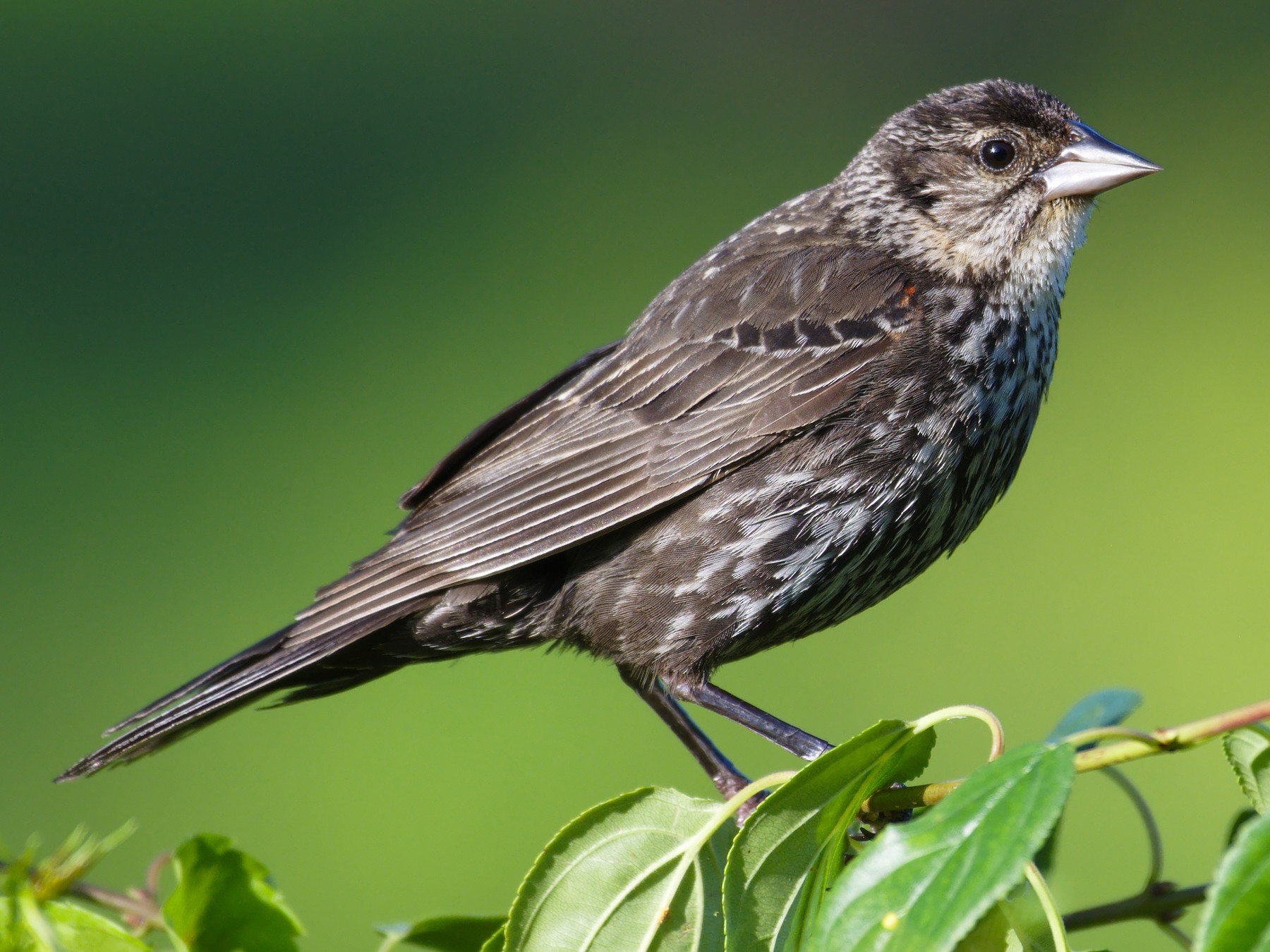 Red-winged Blackbird - eBird