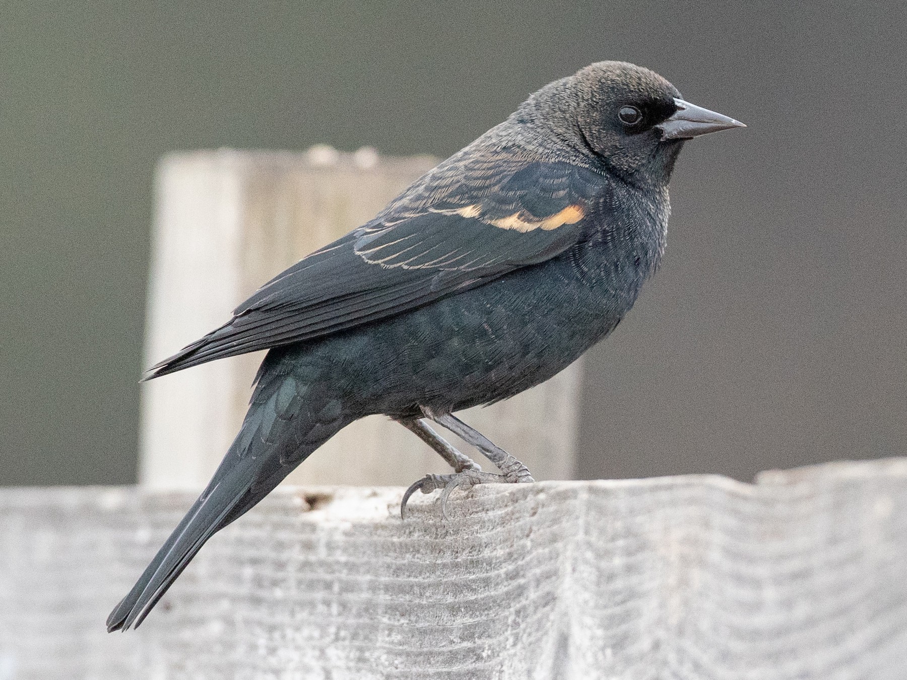 Tricolored Blackbird - eBird