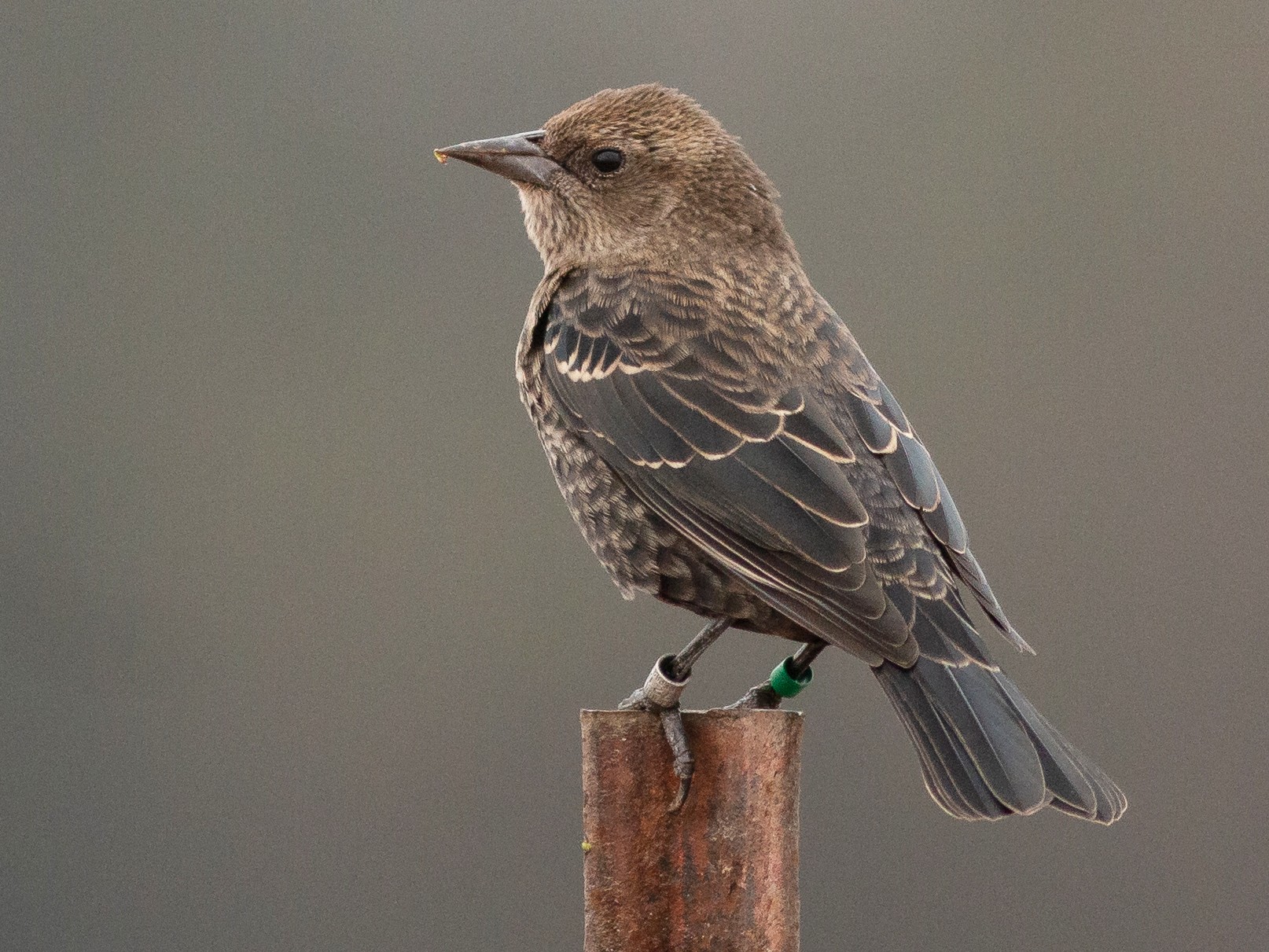 Tricolored Blackbird - eBird