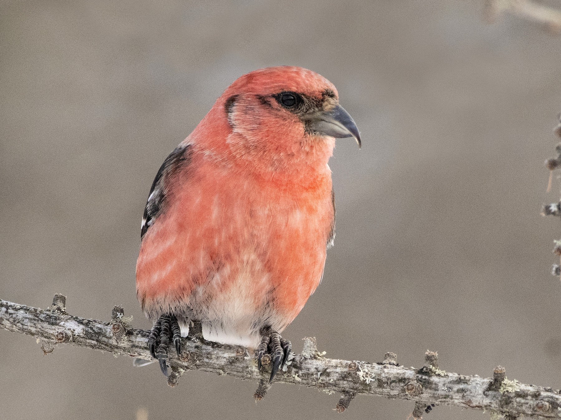 White-winged Crossbill - eBird