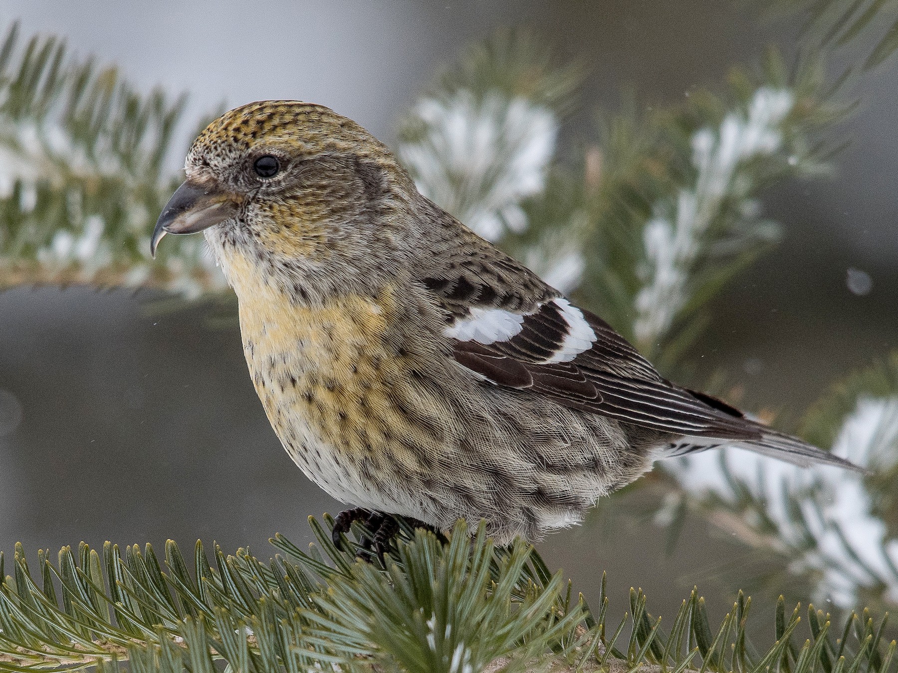 White-winged Crossbill - eBird