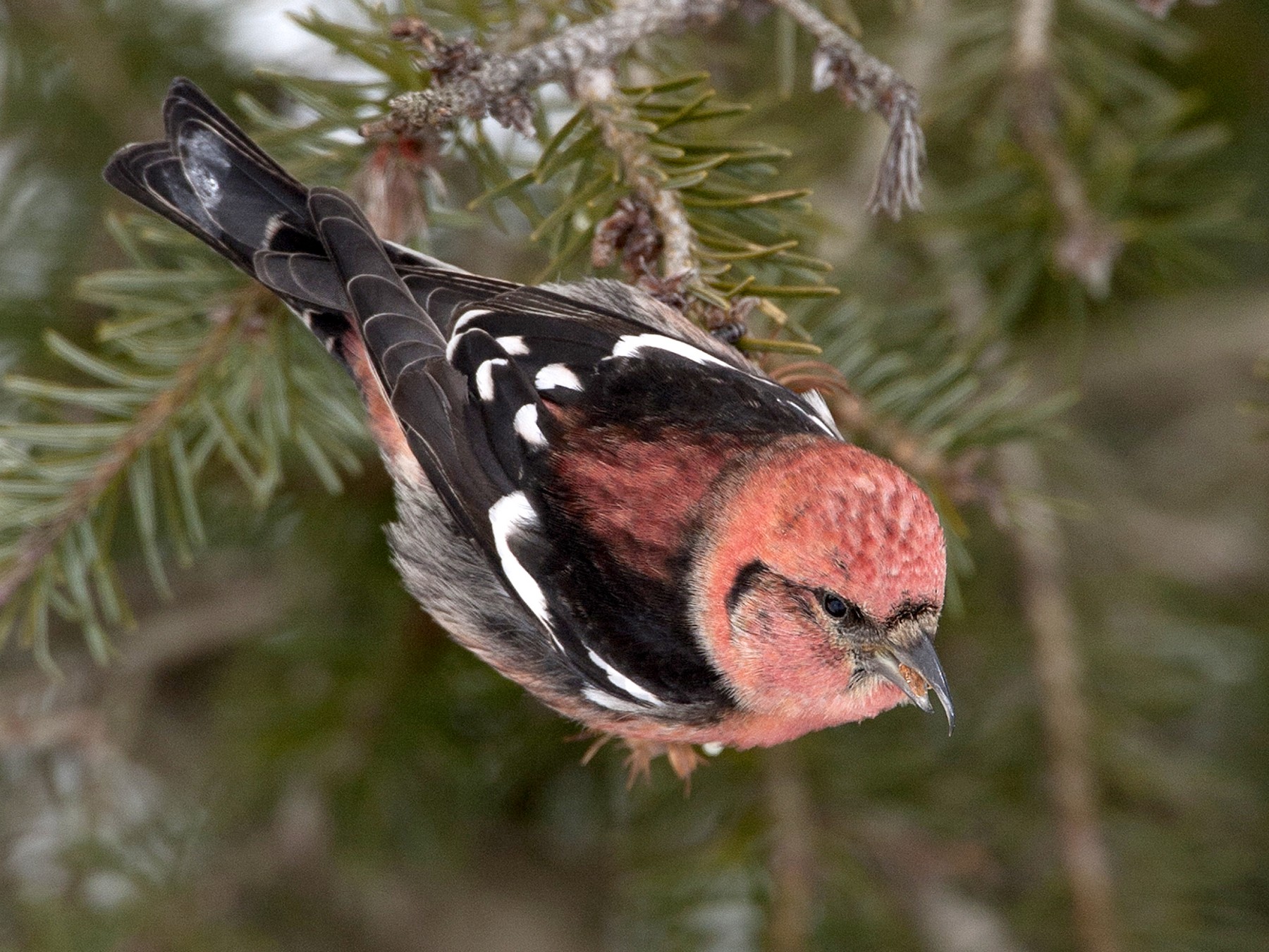 White-winged Crossbill - eBird