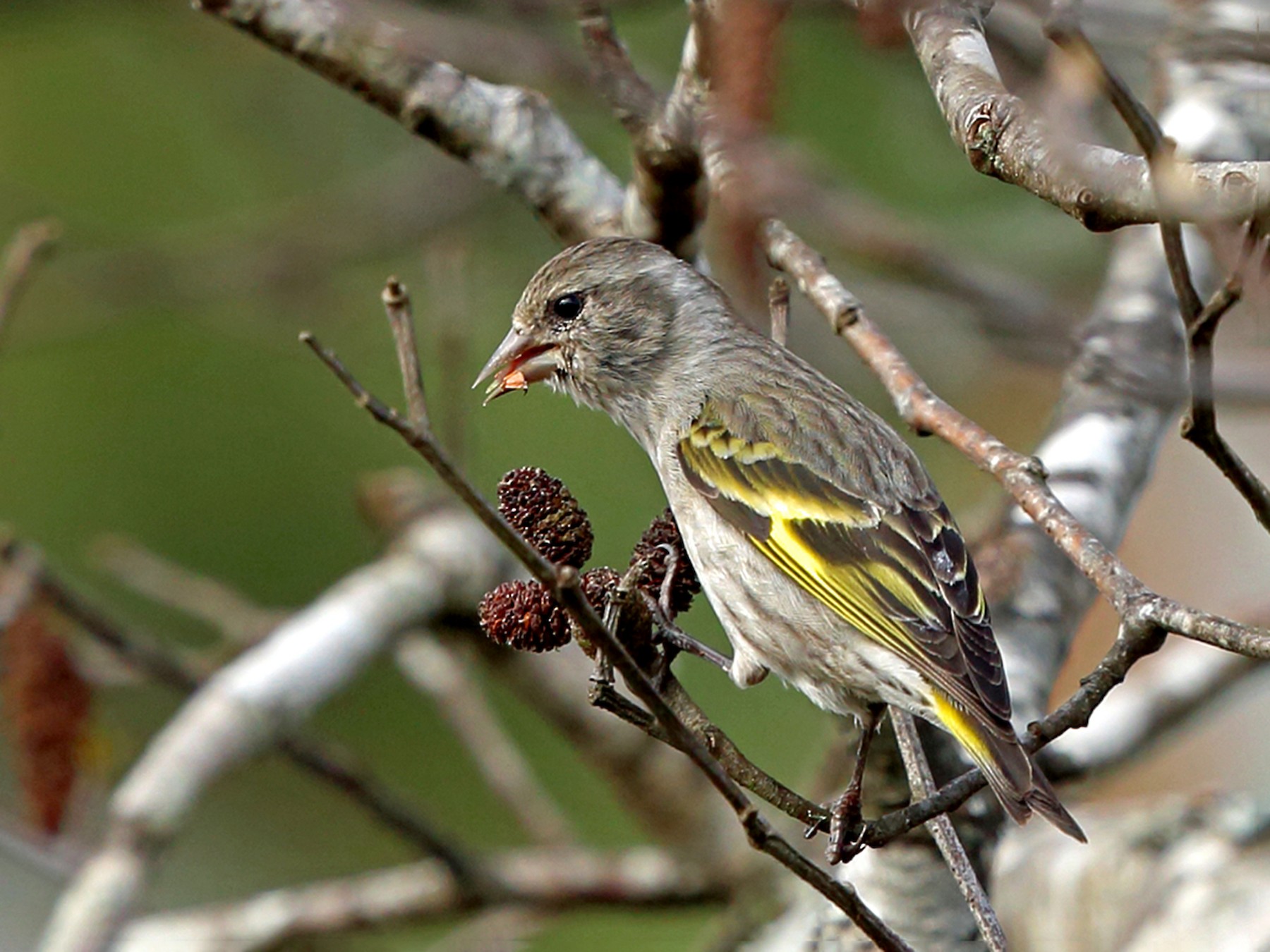 Pine Siskin - eBird