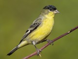 Lesser Goldfinch - Range map: Non-breeding - eBird Status and Trends
