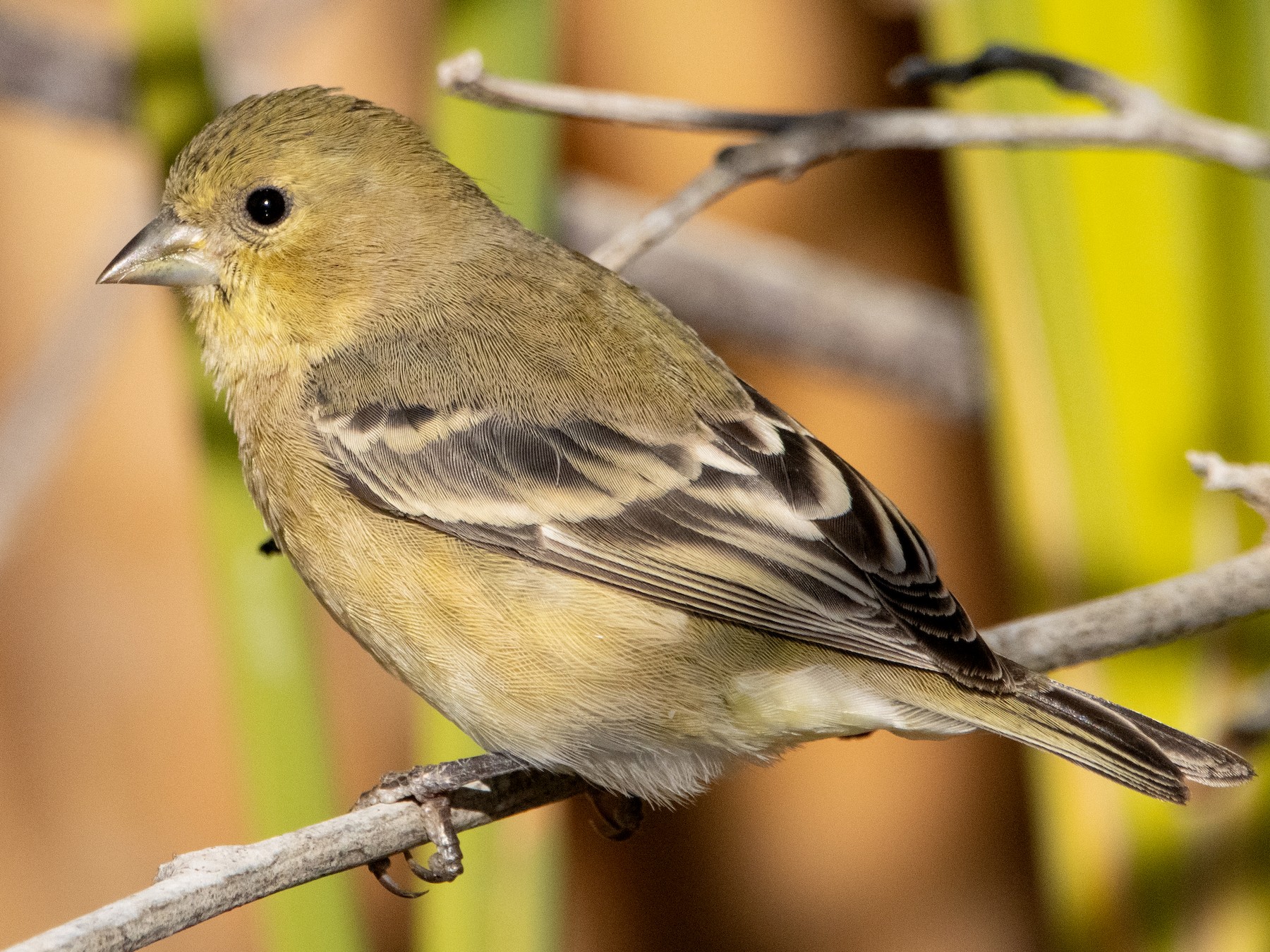 American Goldfinch Male And Female
