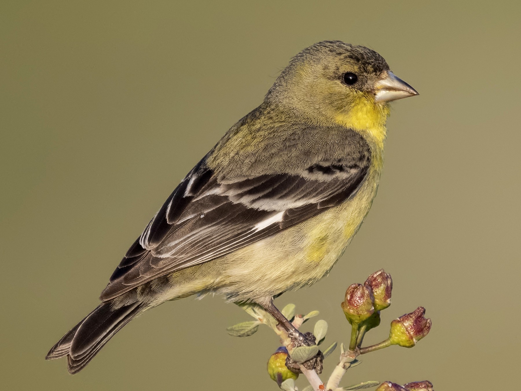 Female Eastern Goldfinch