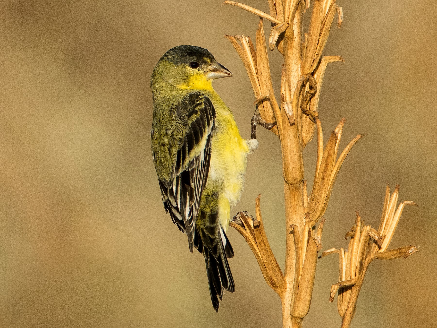 Lesser Goldfinch - eBird