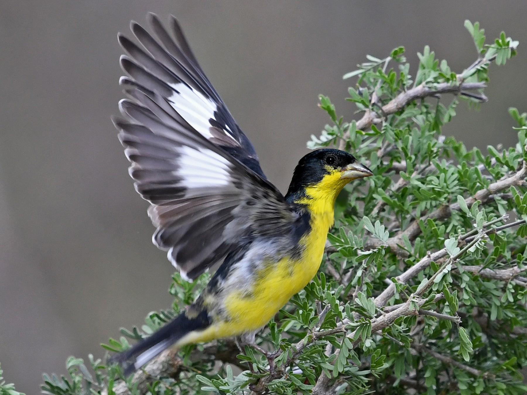 Lesser Goldfinch - eBird