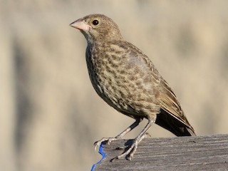 Brown-headed Cowbird - eBird