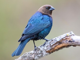 Cowbird
