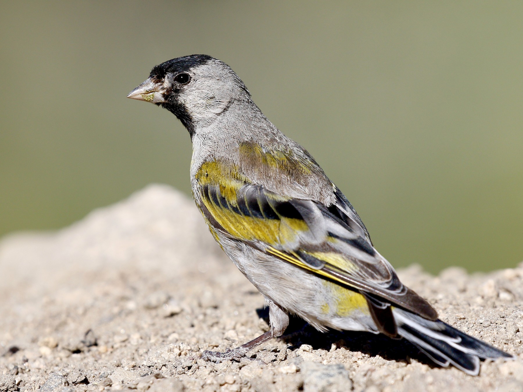 Lawrence's Goldfinch - eBird