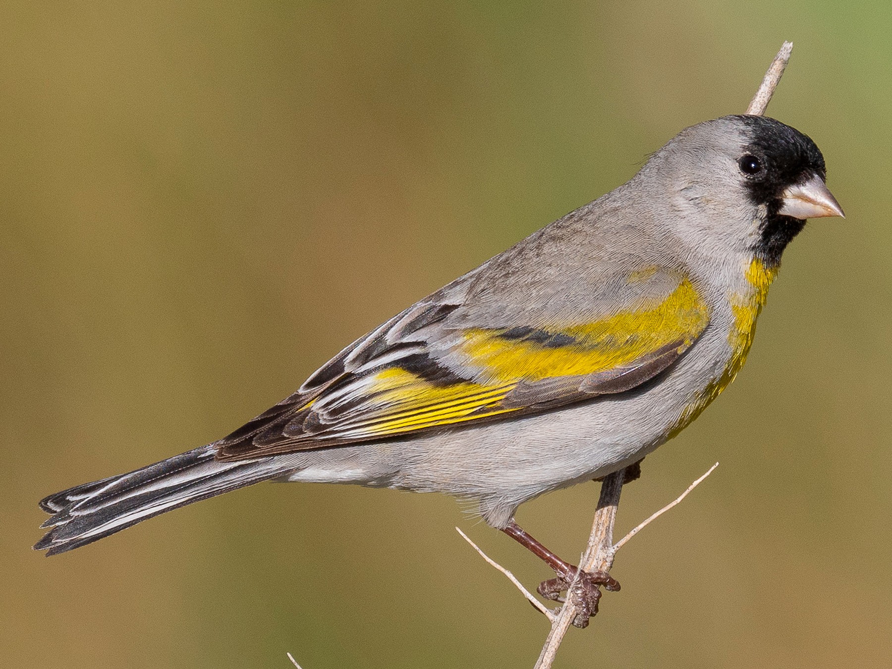 Lawrence's Goldfinch - eBird