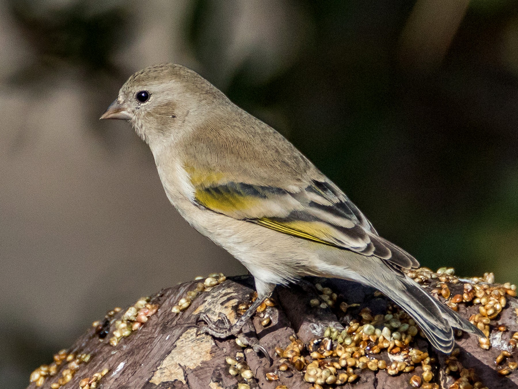 Lawrence's Goldfinch - eBird
