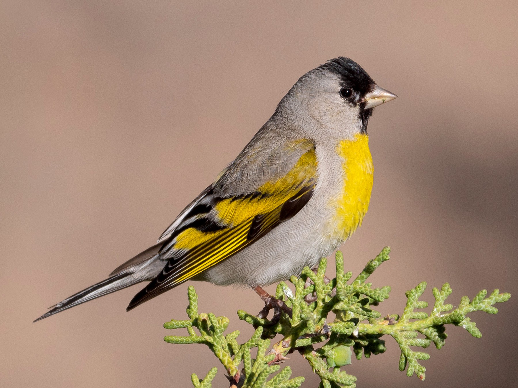 Lawrence's Goldfinch - eBird