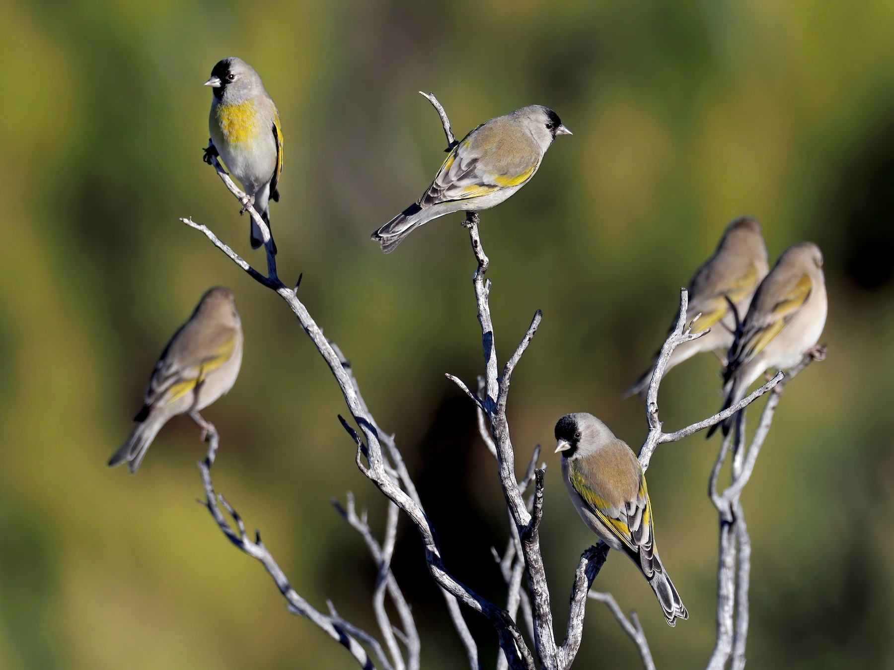 Lawrence's Goldfinch - eBird