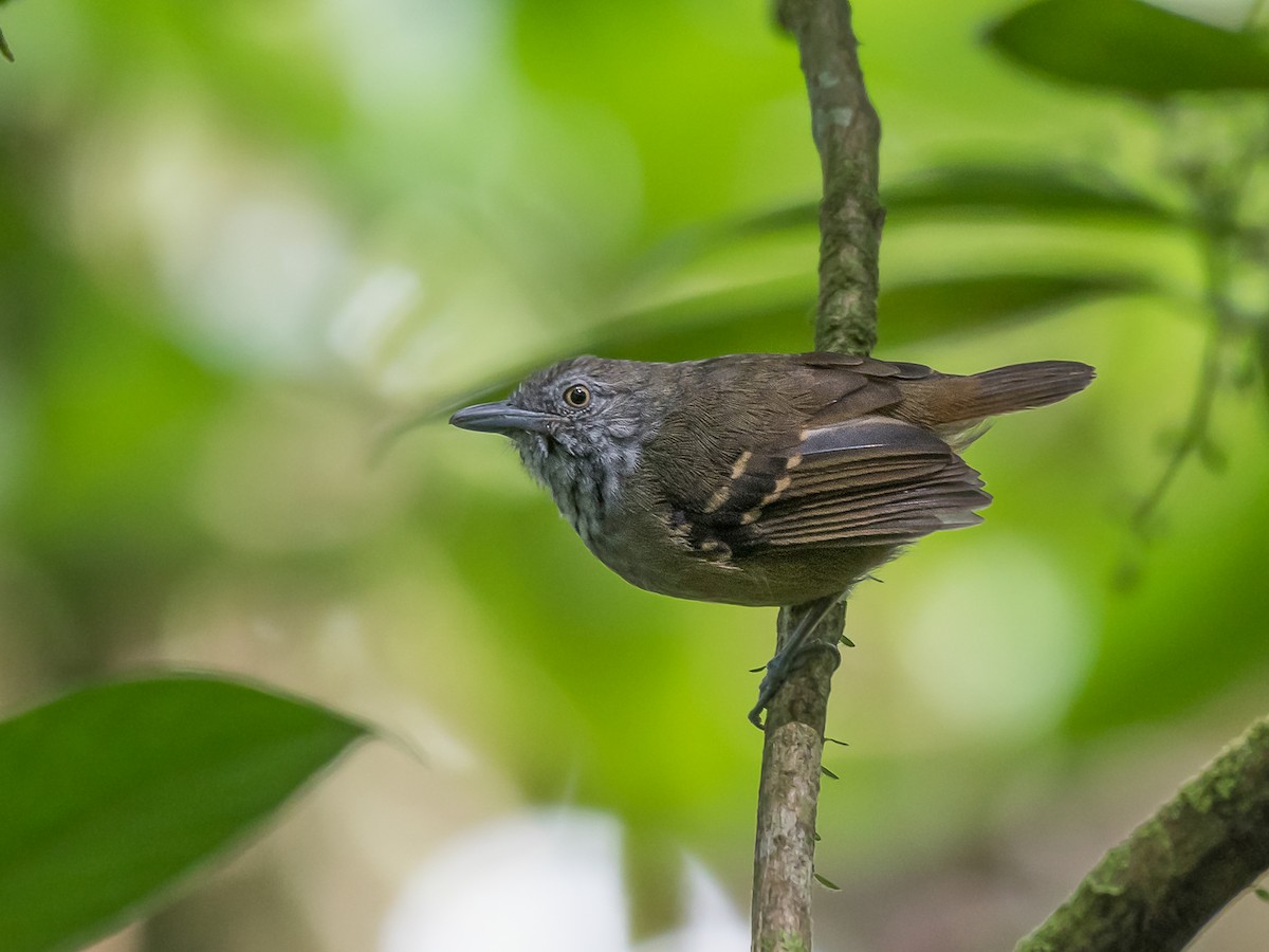 Checker-throated Stipplethroat - Epinecrophylla fulviventris - Birds of ...