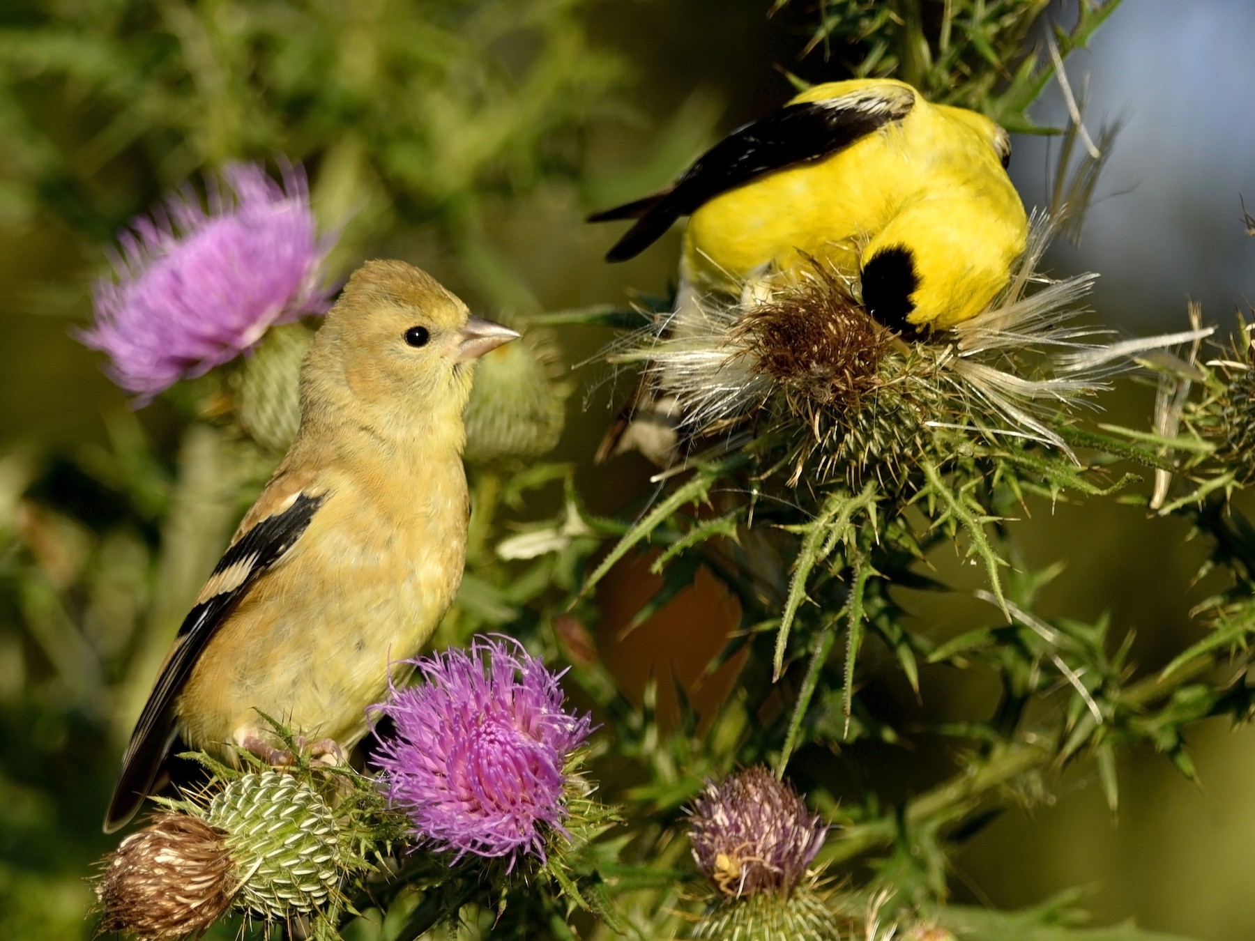 American Goldfinch - eBird