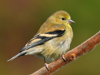 Goldzeisig - eBird