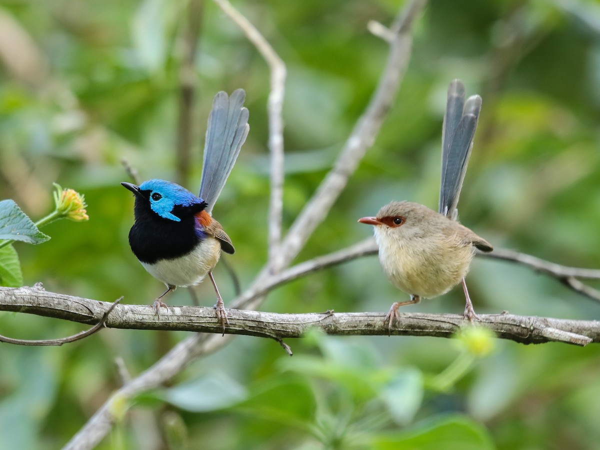 Variegated Fairywren - Malurus lamberti - Birds of the World