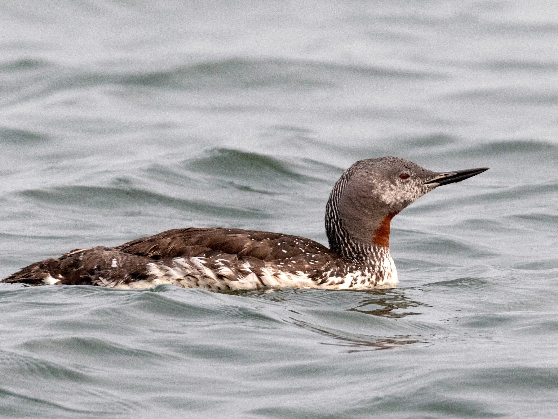 Red-throated Loon - eBird