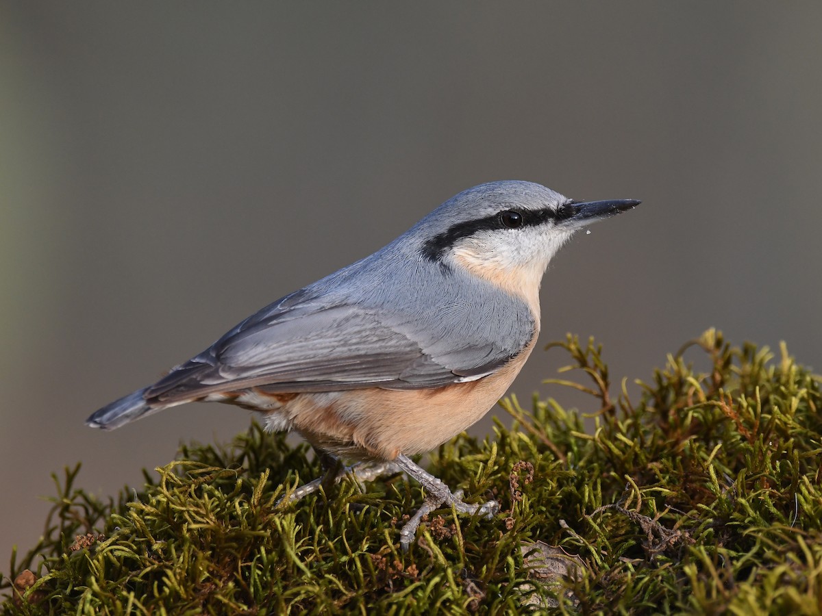 Eurasian Nuthatch - Sitta europaea - Birds of the World
