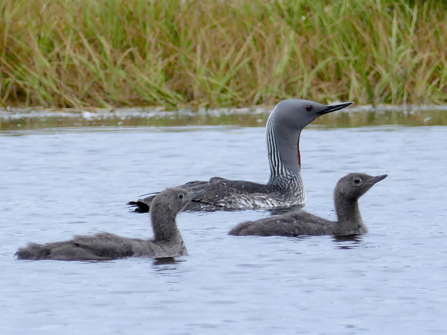 Red-throated Loon - eBird