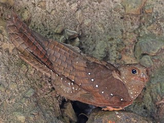 Oilbird - Steatornis caripensis - Birds of the World