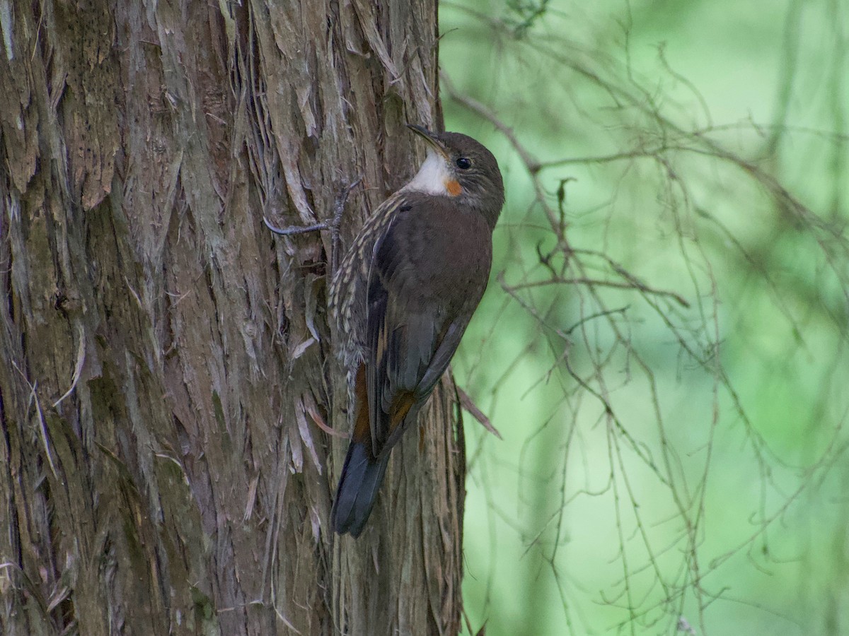 White-throated Treecreeper - Cormobates leucophaea - Birds of the World