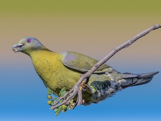 Yellow-footed Green-Pigeon - Treron phoenicopterus - Birds of the World
