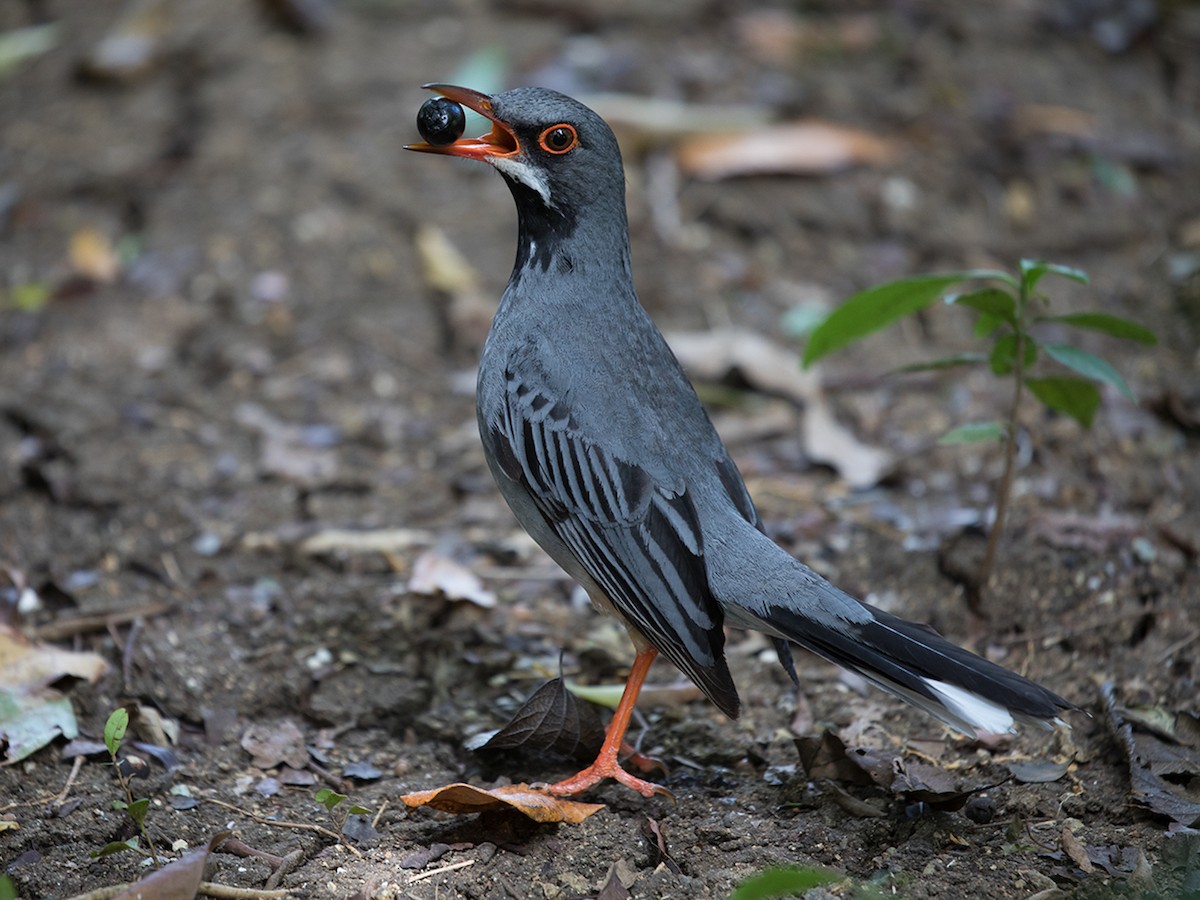 Red-legged Thrush - Turdus plumbeus - Birds of the World