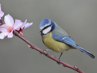 Eurasian Blue Tit - Cyanistes caeruleus - Birds of the World