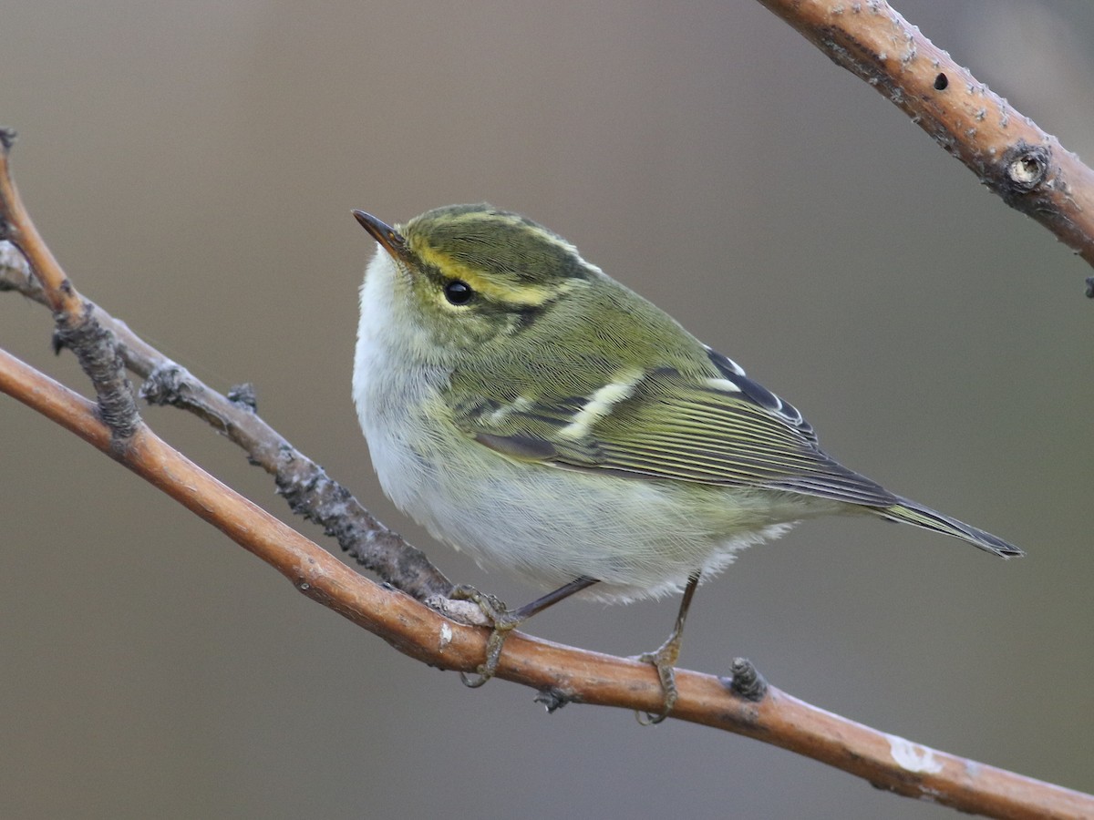 Pallas's Leaf Warbler - Phylloscopus proregulus - Birds of the World
