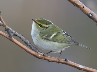 Pallas's Leaf Warbler - Phylloscopus proregulus - Birds of the World