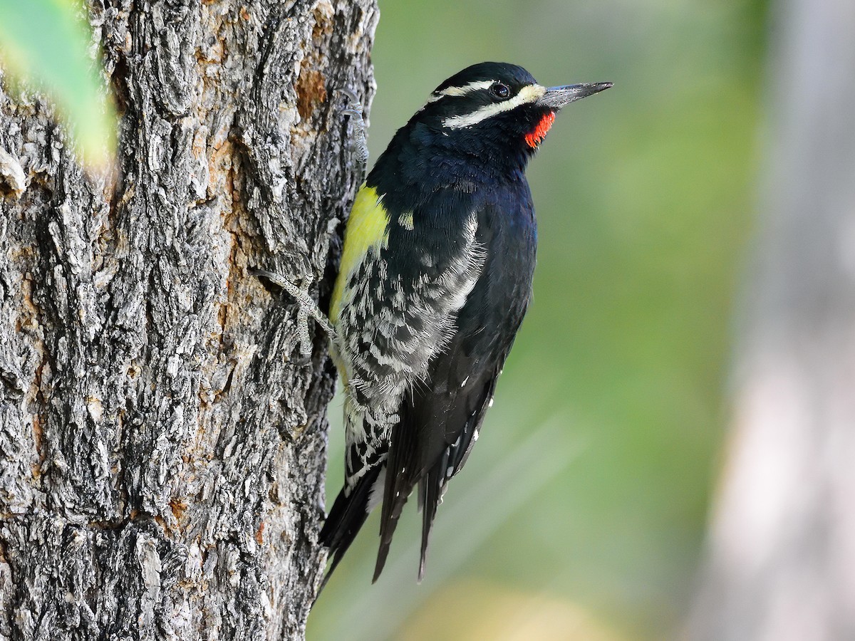Williamson's Sapsucker - Sphyrapicus thyroideus - Birds of the World