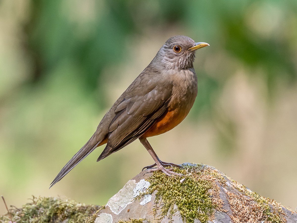 Rufous-bellied Thrush - Turdus rufiventris - Birds of the World