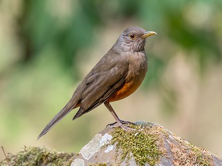 Rufous-bellied Thrush - Turdus rufiventris - Birds of the World