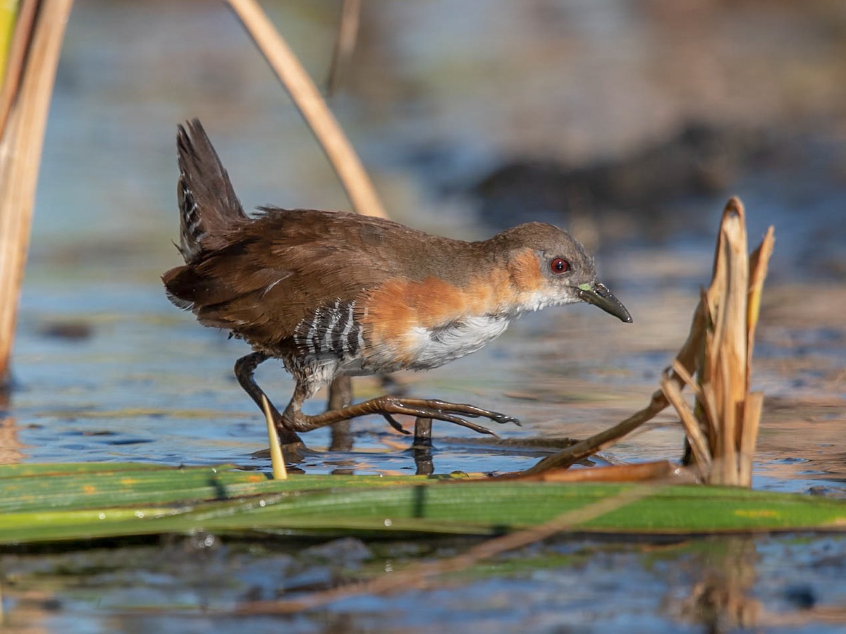 Rufous-sided Crake - Laterallus melanophaius - Birds of the World