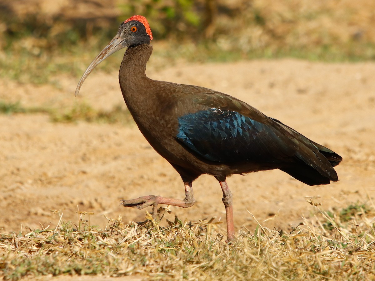 Red-naped Ibis - Pseudibis papillosa - Birds of the World