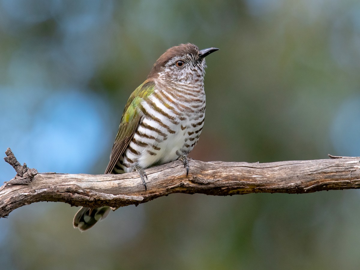 Shining Bronze-Cuckoo - Chalcites lucidus - Birds of the World