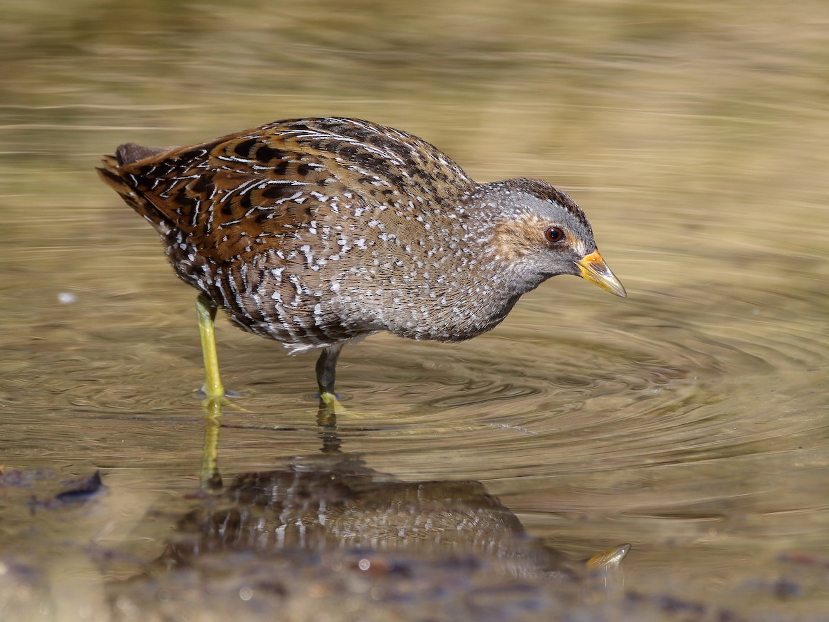 Spotted Crake - Porzana porzana - Birds of the World