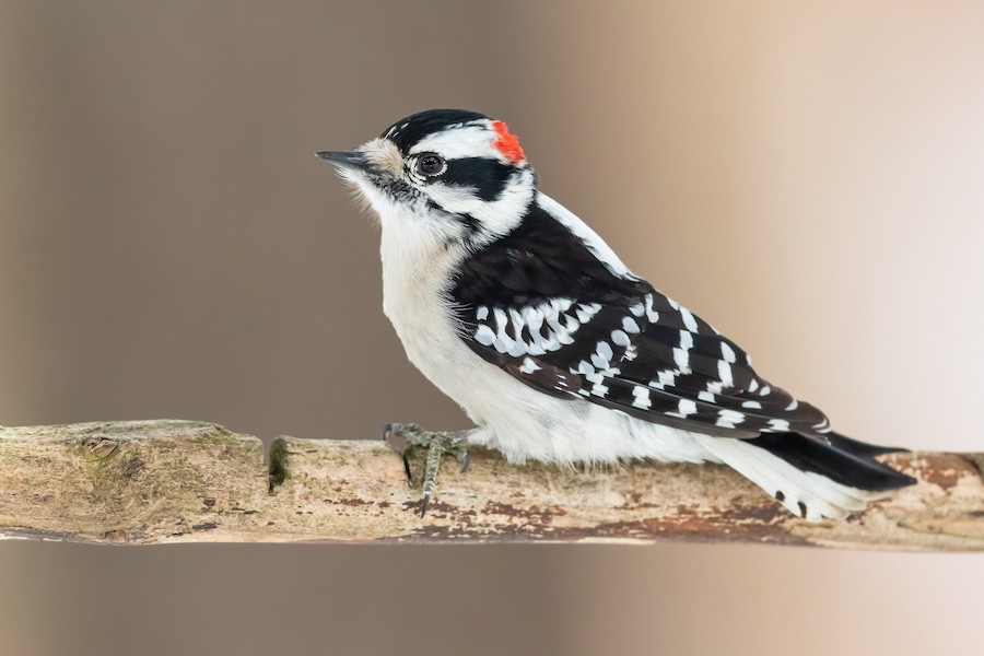Downy woodpecker (Eastern) - eBird