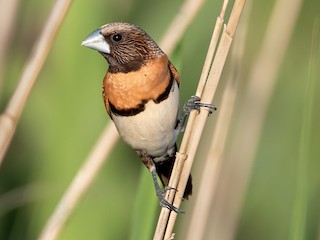 Chestnut-breasted Munia - Lonchura castaneothorax - Birds of the World