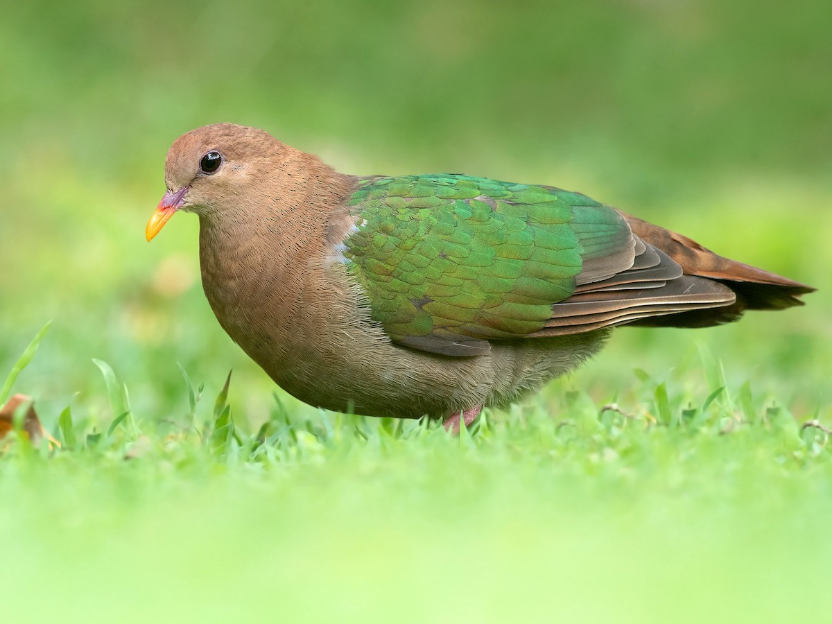Pacific Emerald Dove - Chalcophaps longirostris - Birds of the World