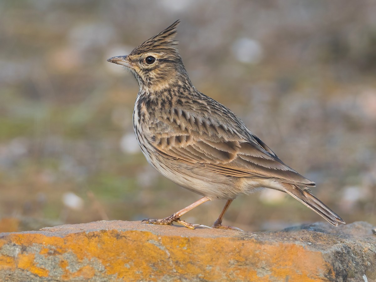 Thekla's Lark - Galerida theklae - Birds of the World