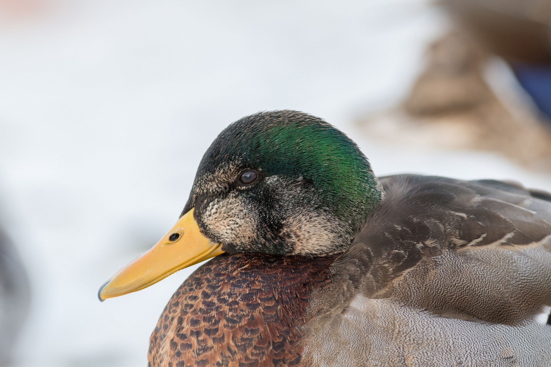 Pato de Superficie sp. - eBird