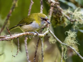 Black-billed Peppershrike - Cyclarhis nigrirostris - Birds of the World